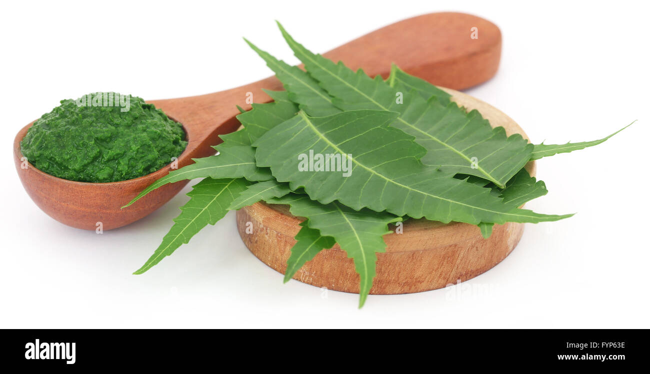 Medicinal neem leaves with ground paste over white background Stock ...