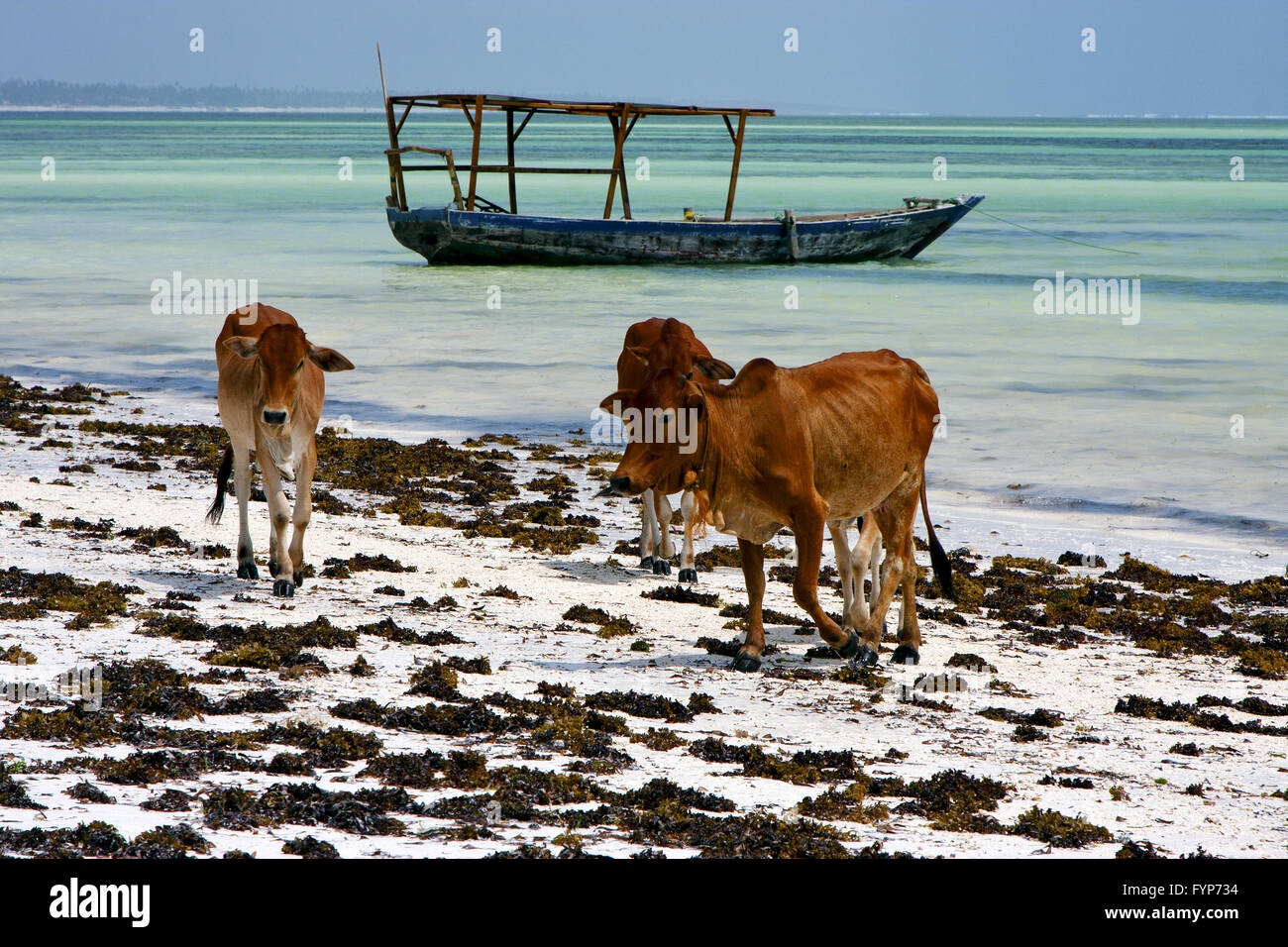 africa cow coastline boat in the blue lagoon relax of zanzibar Stock ...