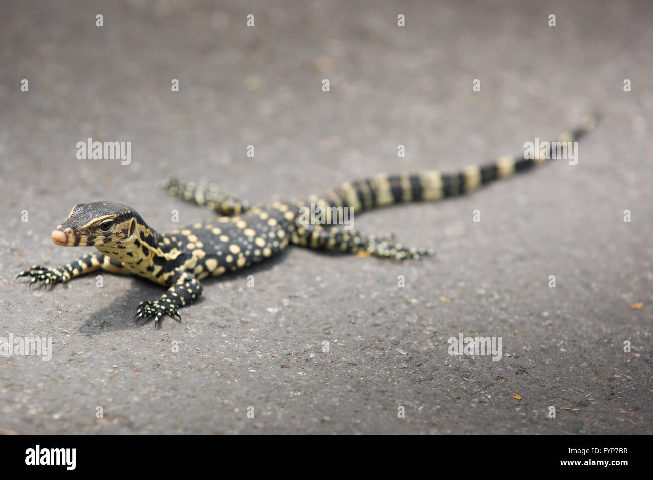 Small giant hi-res stock photography and images - Alamy