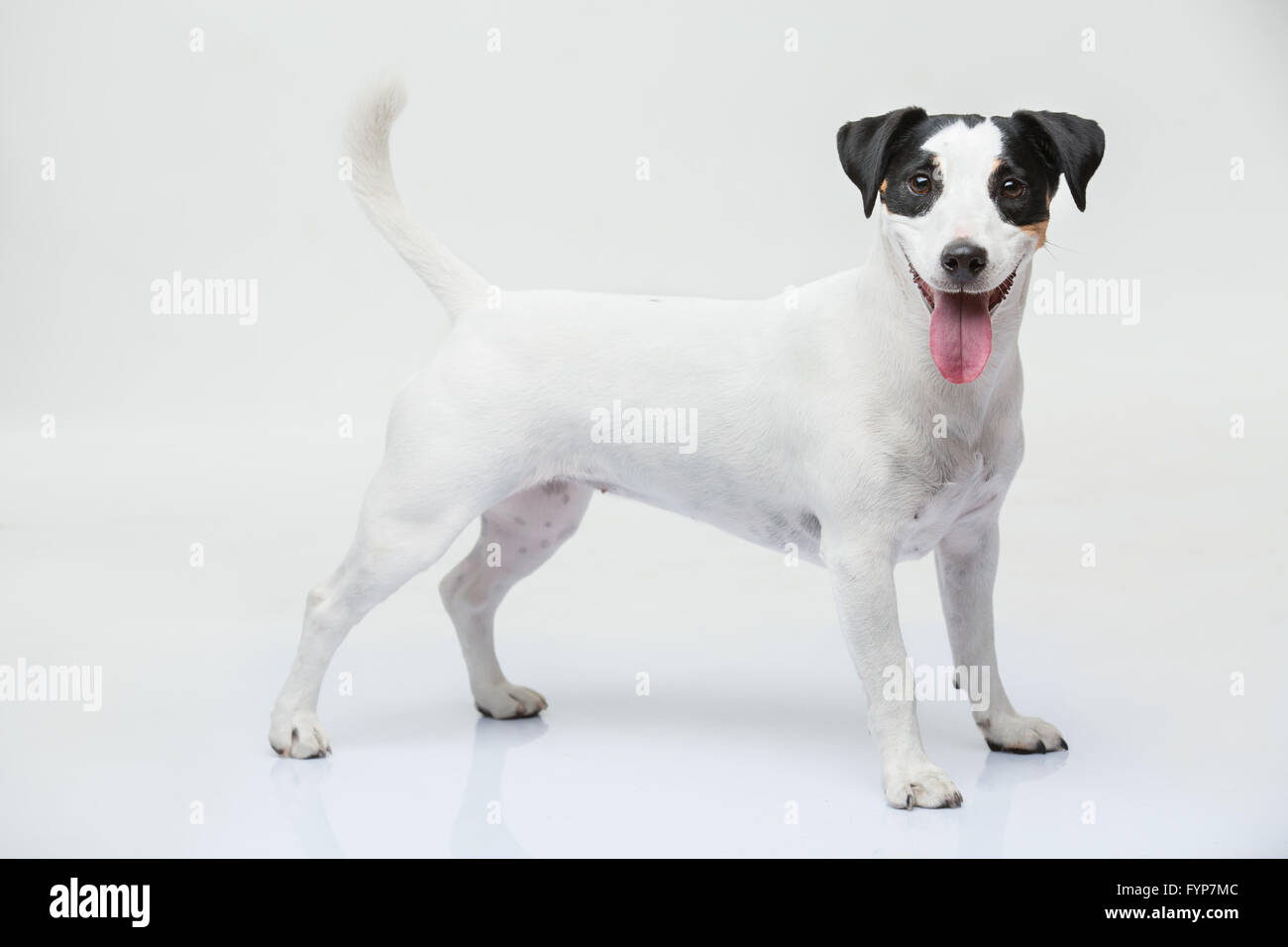 Portrait of a purebred Jack Russell terrier Stock Photo - Alamy