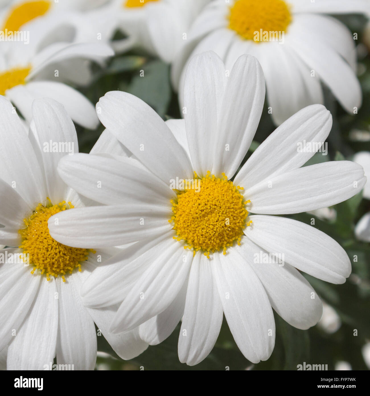 Marguerite daisies hi-res stock photography and images - Alamy