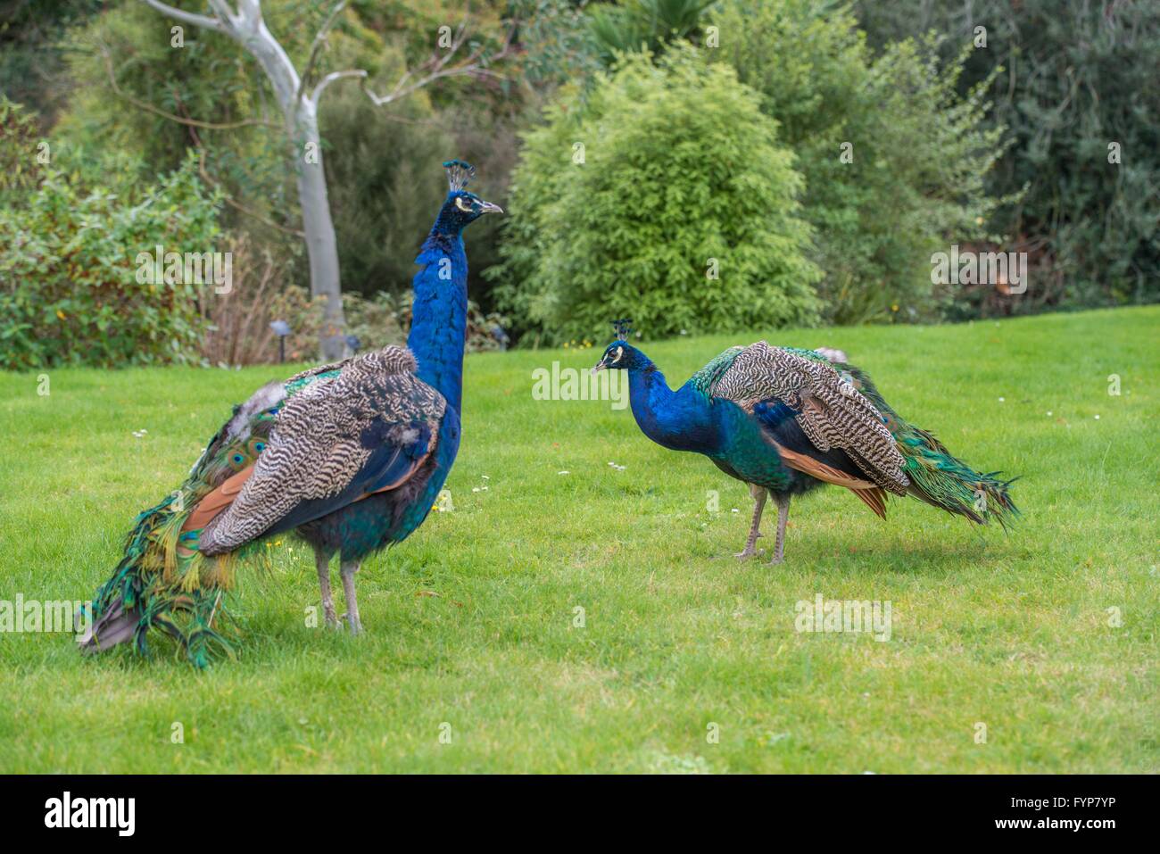 Colourful peafowl hi-res stock photography and images - Alamy