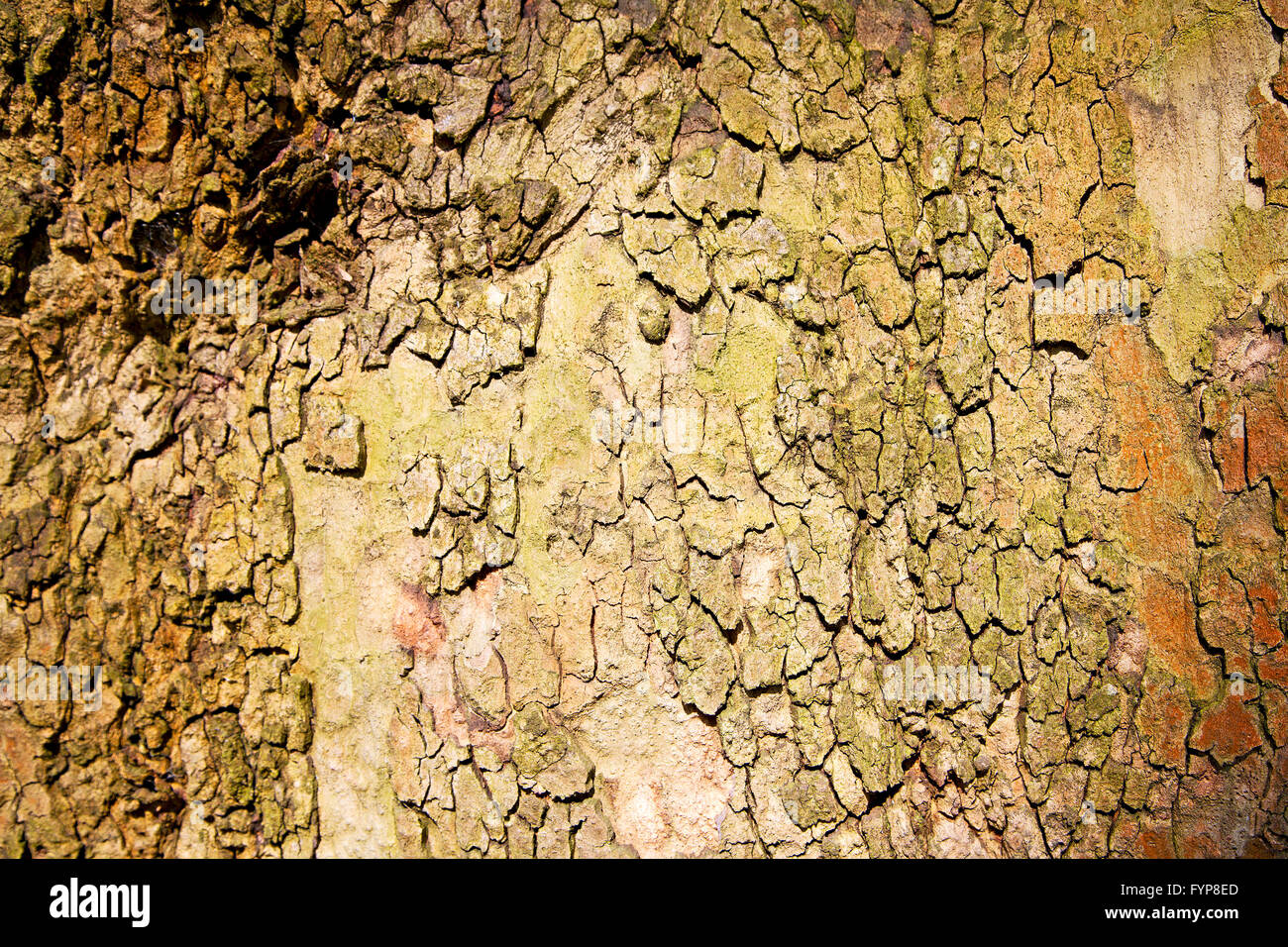 in england london old bark and Stock Photo - Alamy