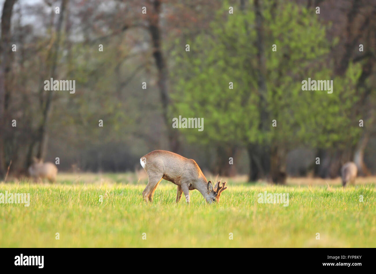 Roe deer feeding on field hi-res stock photography and images - Alamy