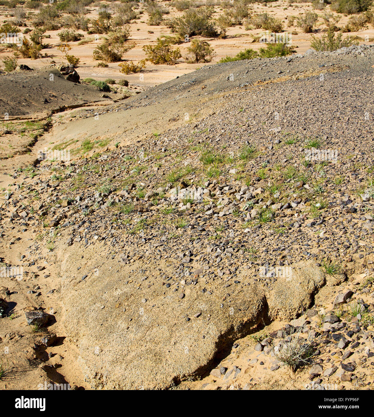 bush old fossil in the desert of morocco sahara and rock stone sky ...