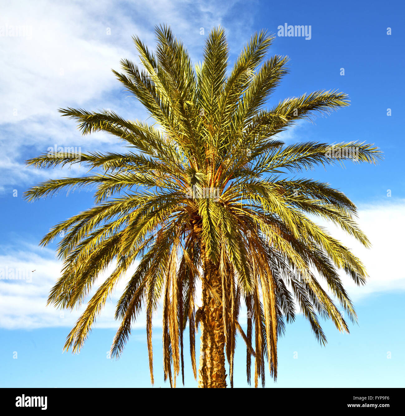 palm in the desert oasi morocco sahara africa dune Stock Photo - Alamy