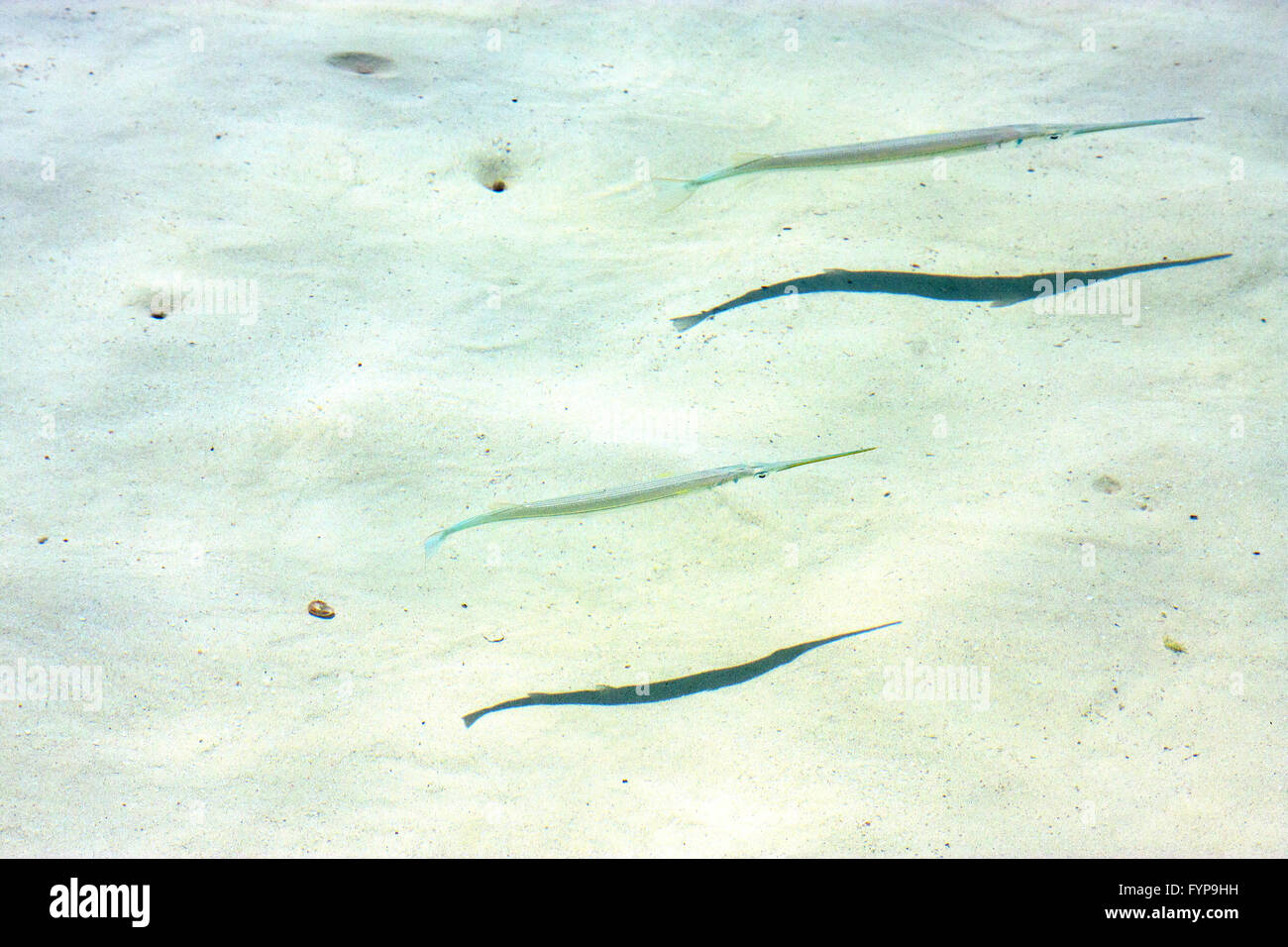 fish isla contoy in mexico foam the sunny Stock Photo - Alamy