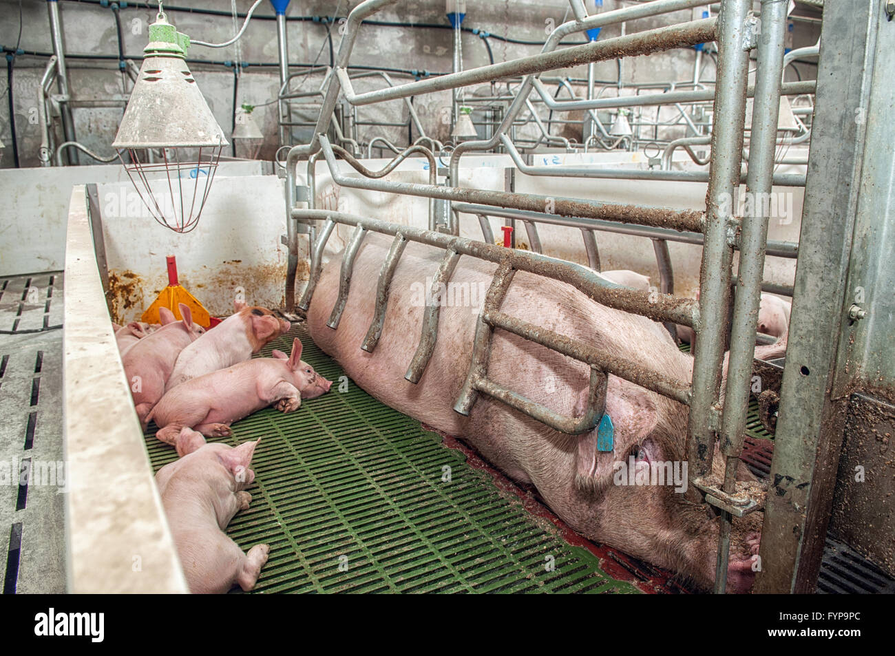 Breeding sow shed hi-res stock photography and images - Alamy