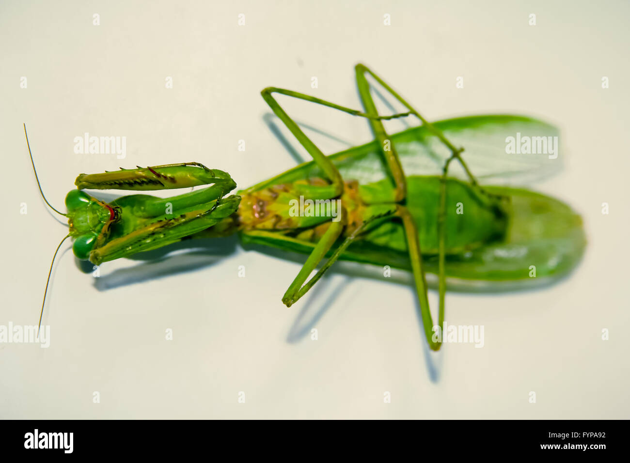 Australian praying mantis hi-res stock photography and images - Alamy
