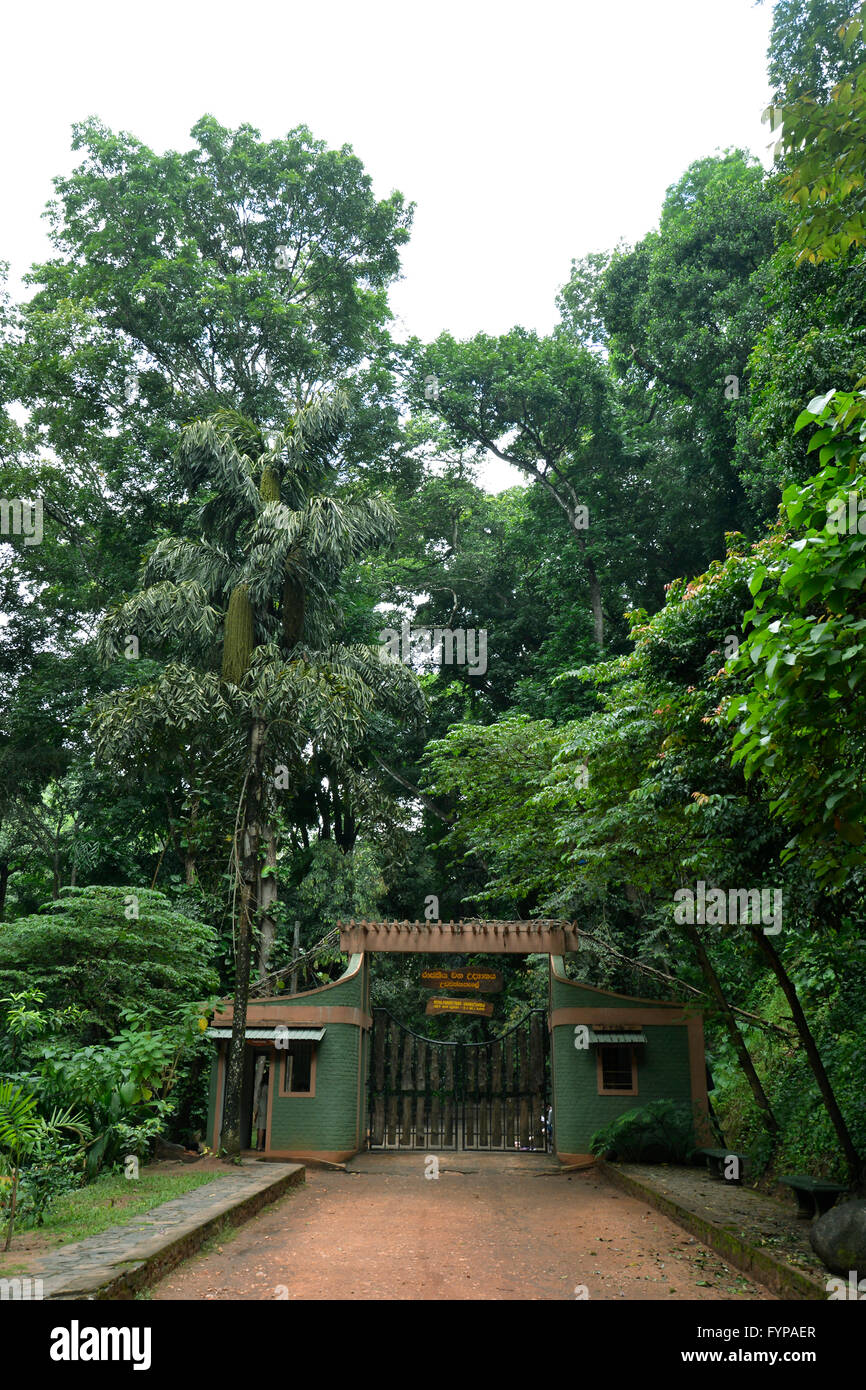 Eingang, Royal Forest Park Udawattakele, Kandy, Sri Lanka Stock Photo ...