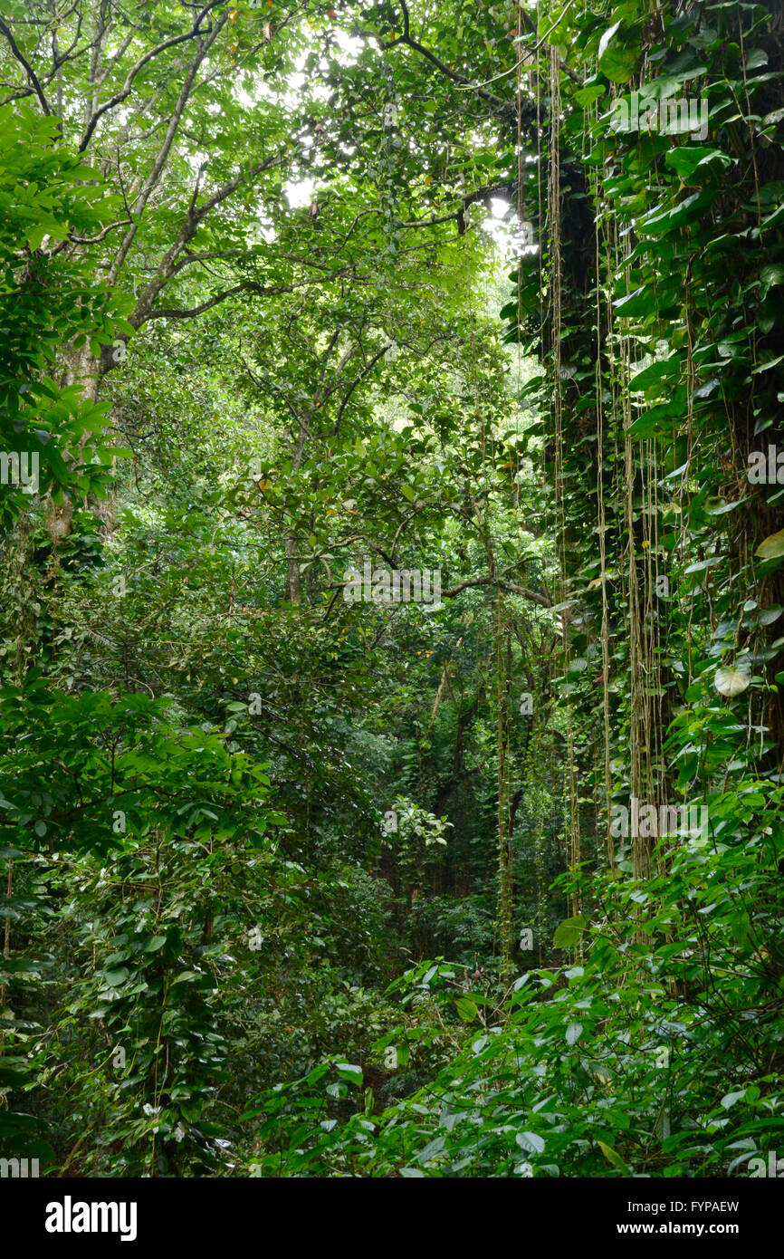 Royal Forest Park Udawattakele, Kandy, Sri Lanka Stock Photo - Alamy