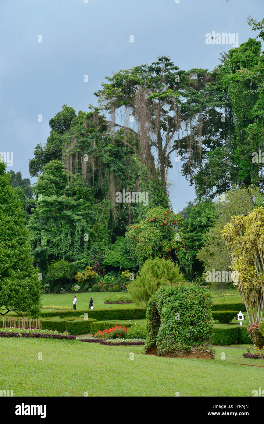 Royal Botanical Gardens, Peradeniya, Kandy, Sri Lanka Stock Photo - Alamy
