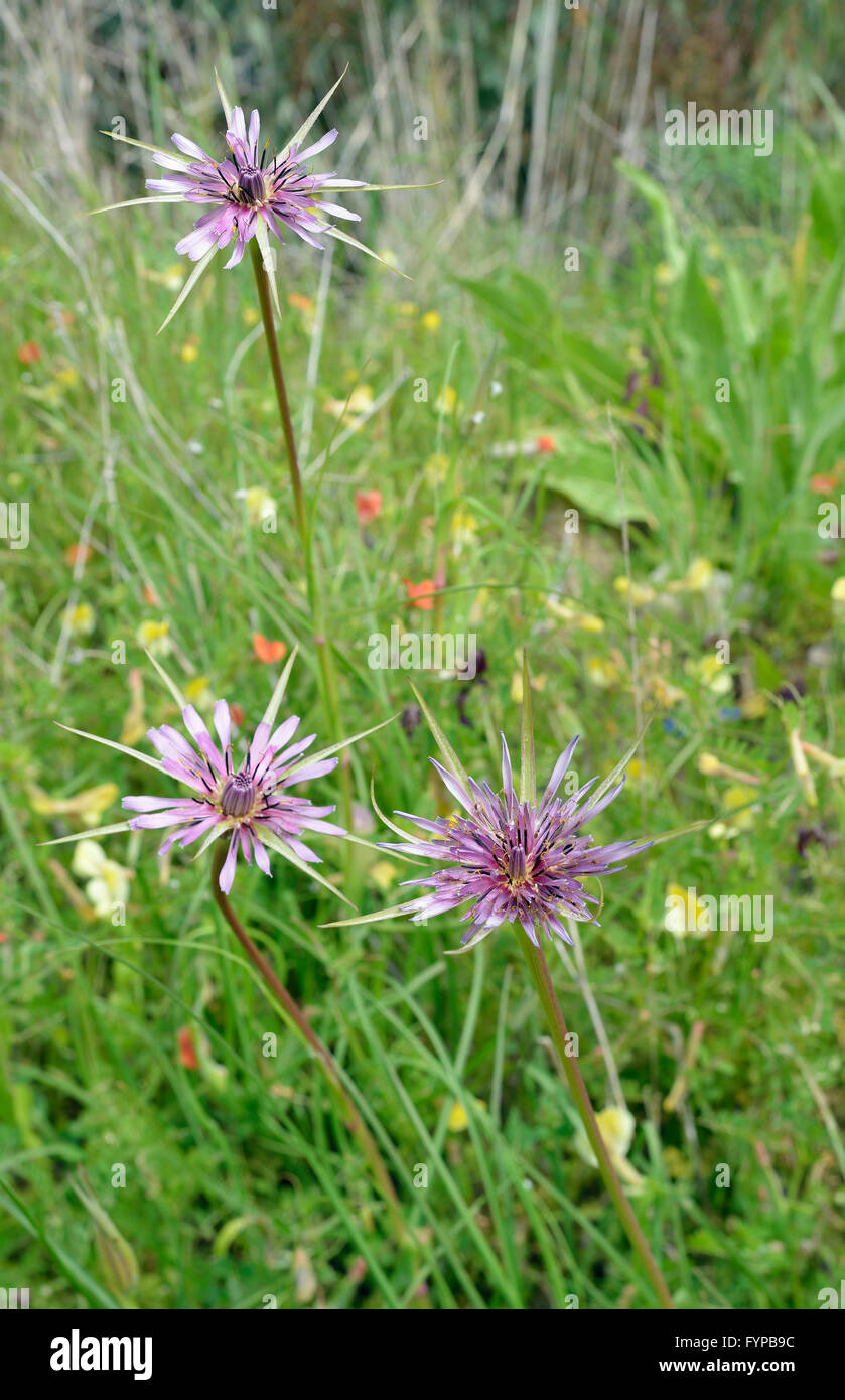 Purple goats beard hi-res stock photography and images - Alamy