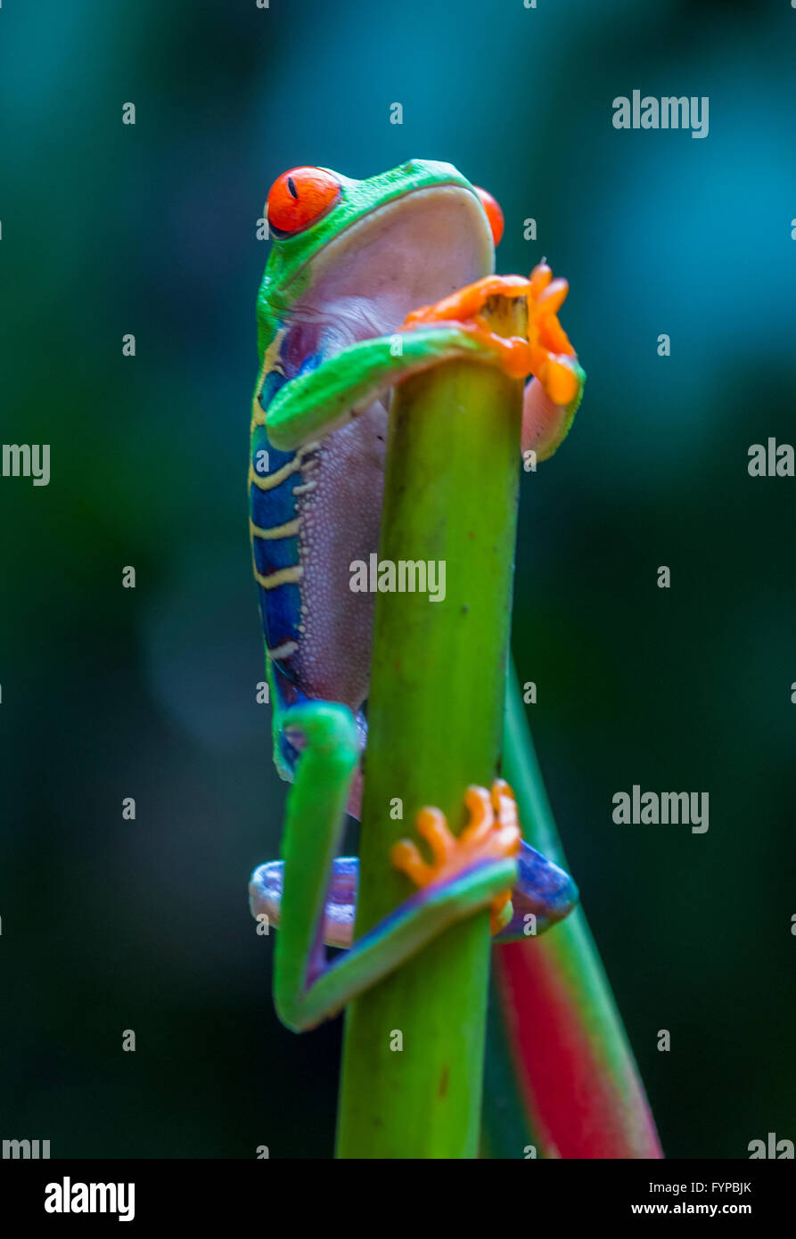 Red-Eyed Tree Frog in Costa Rican rain forest Stock Photo - Alamy