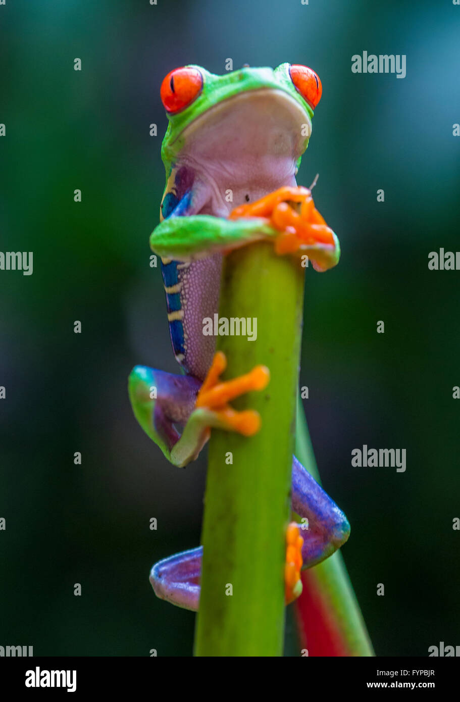 Red-Eyed Tree Frog in Costa Rican rain forest Stock Photo - Alamy