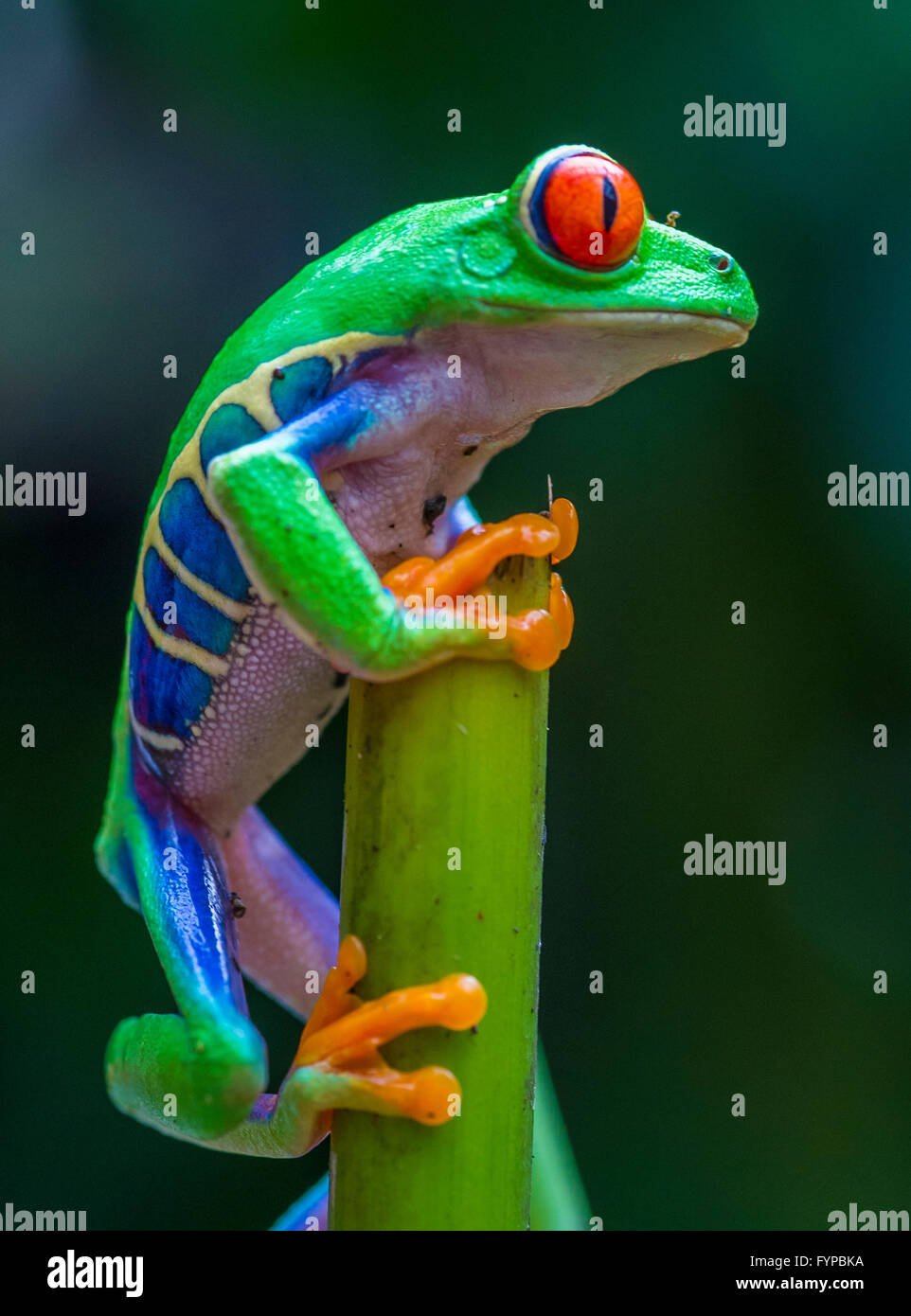 Red-Eyed Tree Frog in Costa Rican rain forest Stock Photo - Alamy
