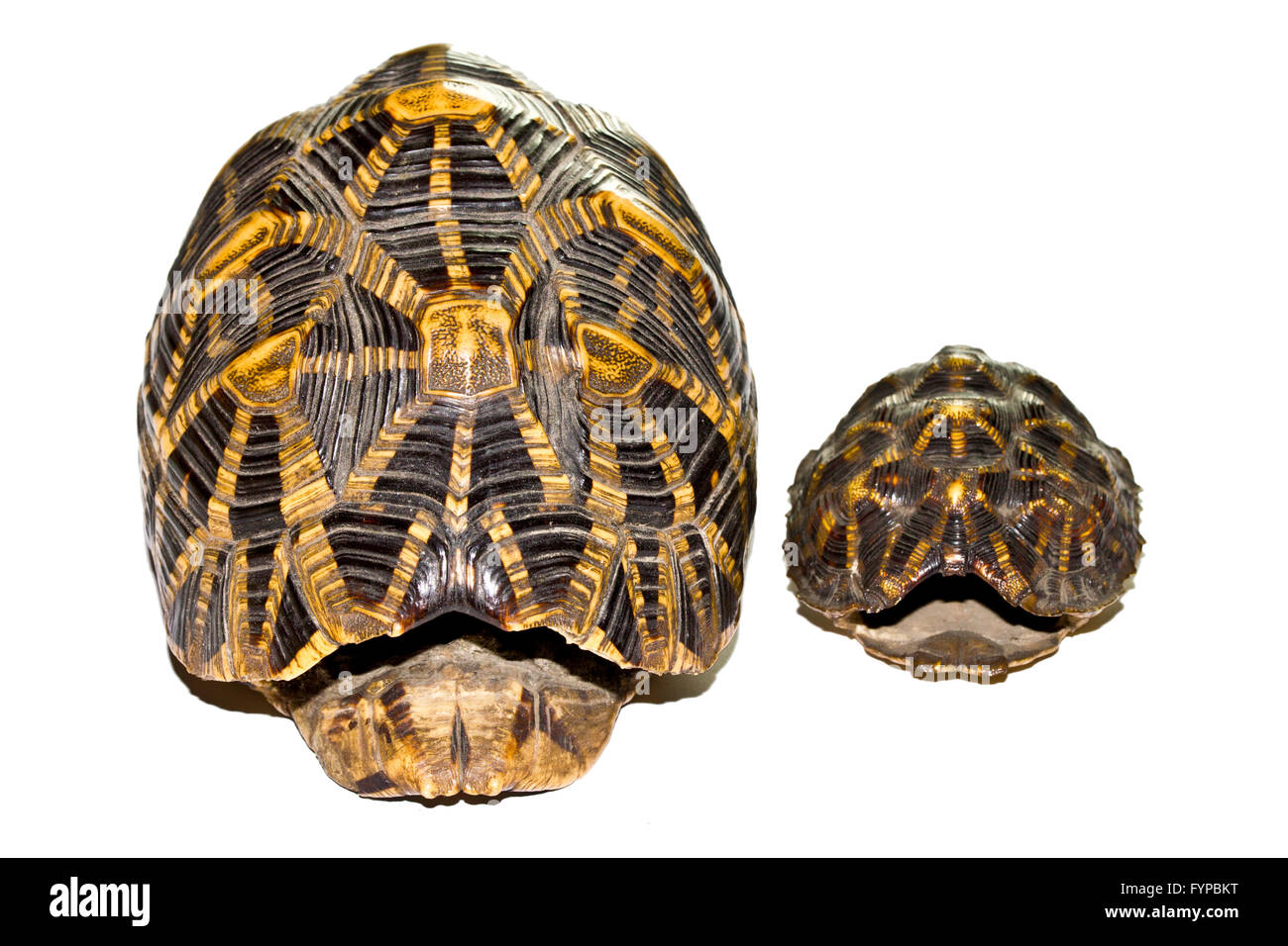 Empty tortoise shell hi-res stock photography and images - Alamy