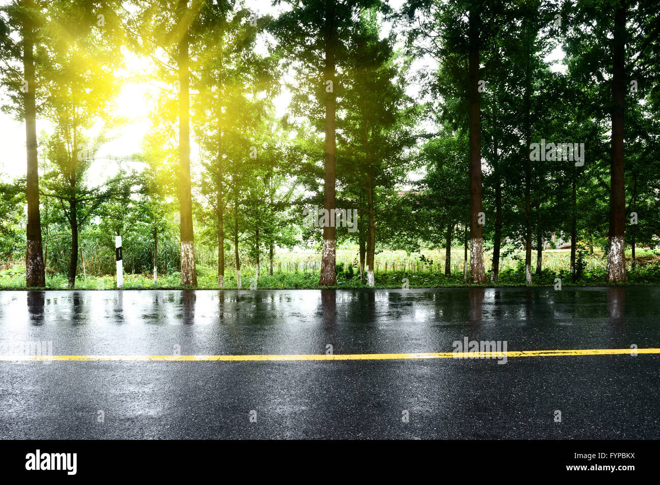asphalt road with tree lawns under sunshine Stock Photo - Alamy