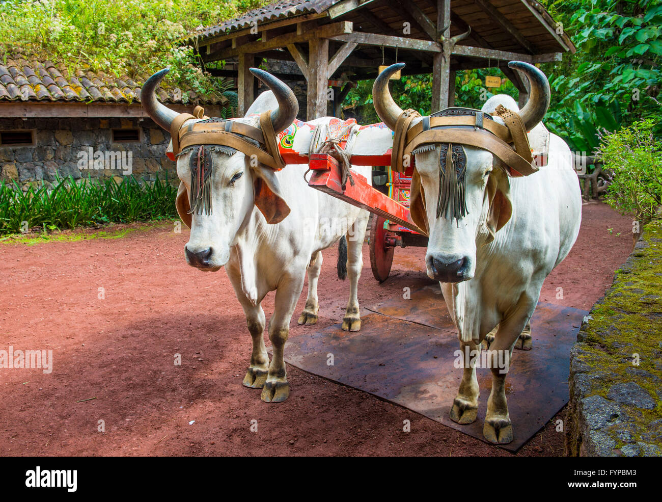 Oxcart costa rica hi-res stock photography and images - Alamy