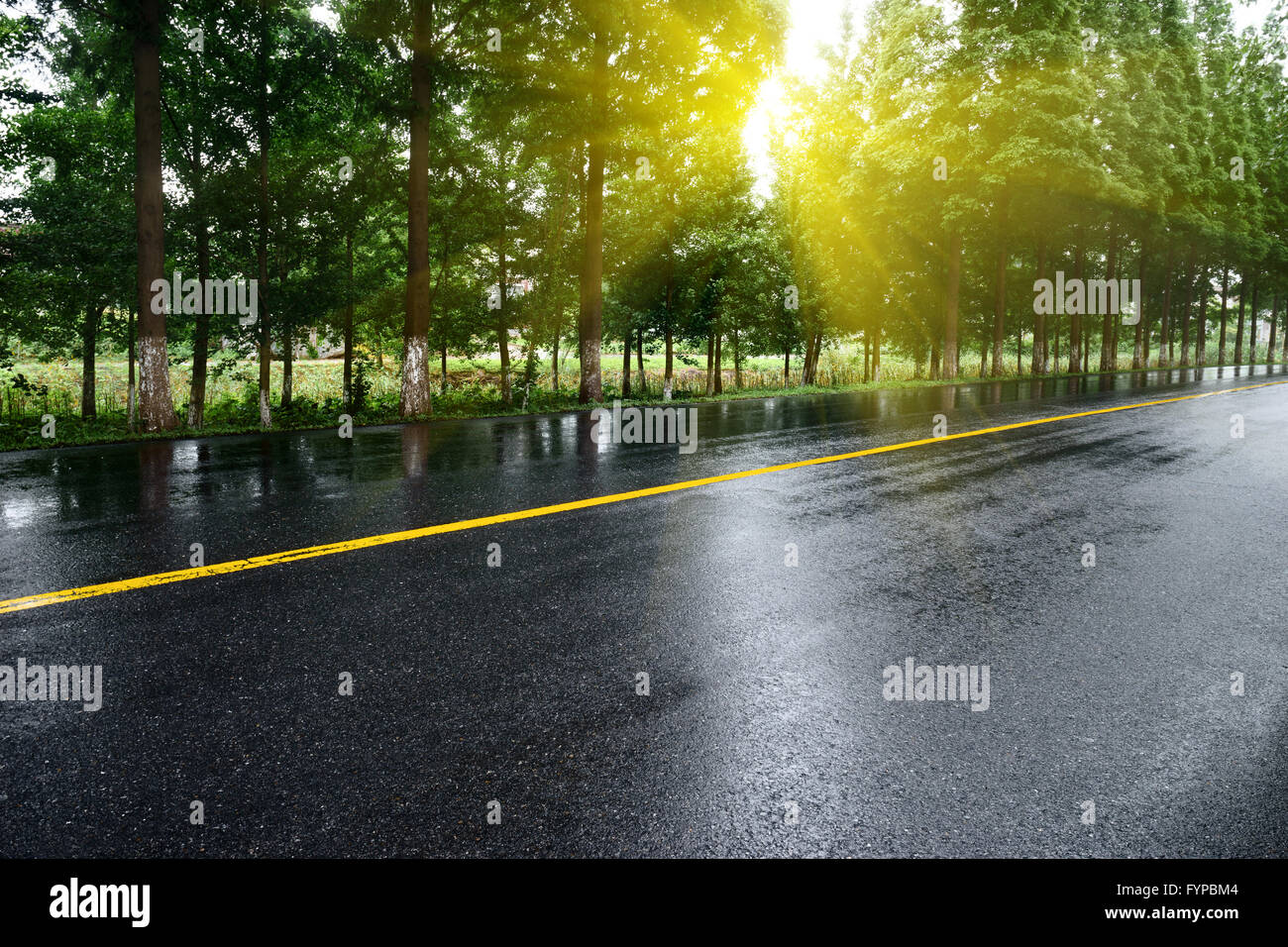 asphalt road with tree lawns under sunshine Stock Photo - Alamy