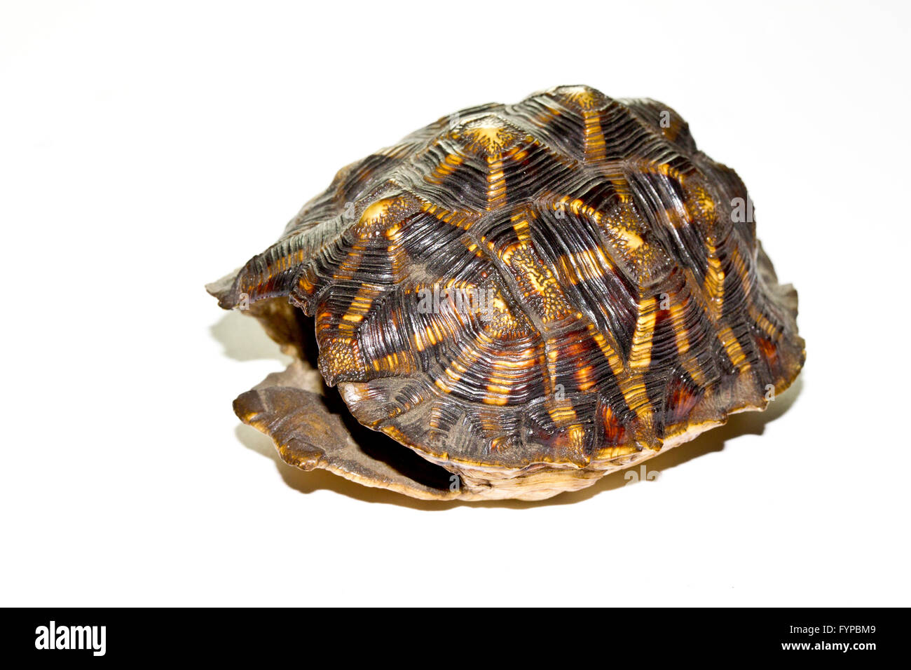 Tortoise Shell And White Stock Photos & Tortoise Shell And White Stock ...