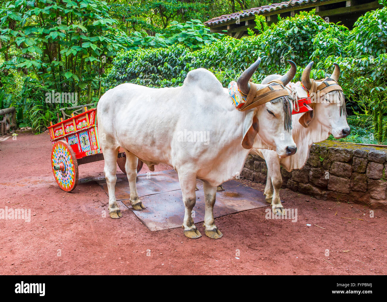 Oxcart costa rica hi-res stock photography and images - Alamy