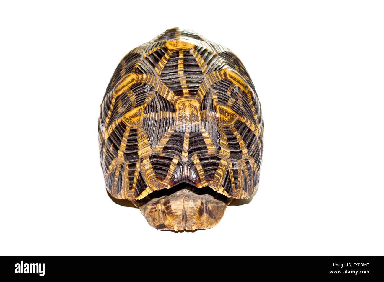 Tortoise Shell And White Stock Photos & Tortoise Shell And White Stock ...