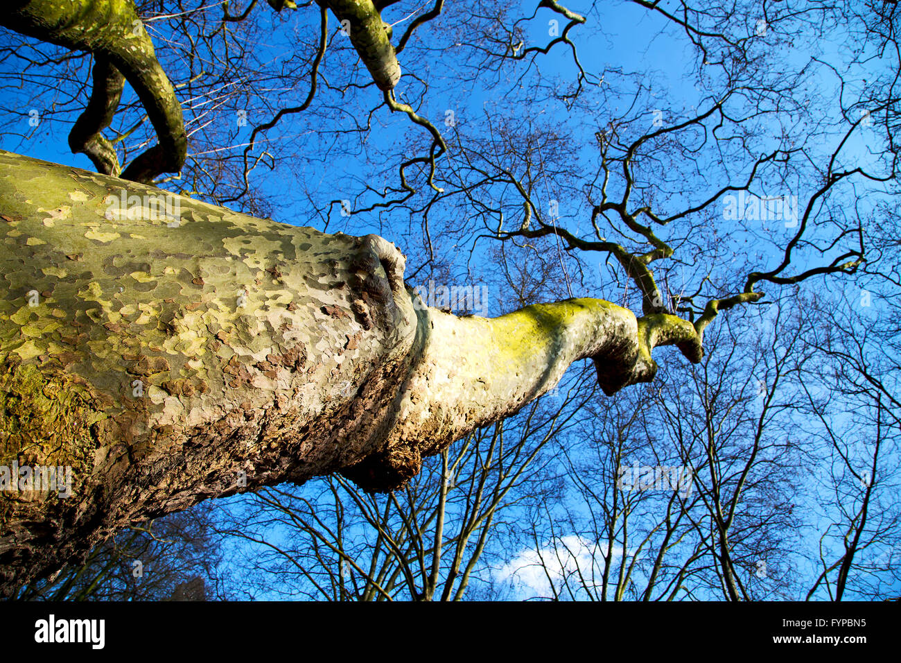 park in london spring sky Stock Photo - Alamy
