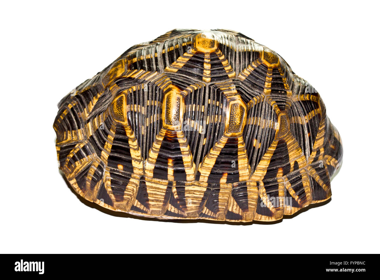 Turtle Shell Empty Cut Out Stock Images & Pictures - Alamy