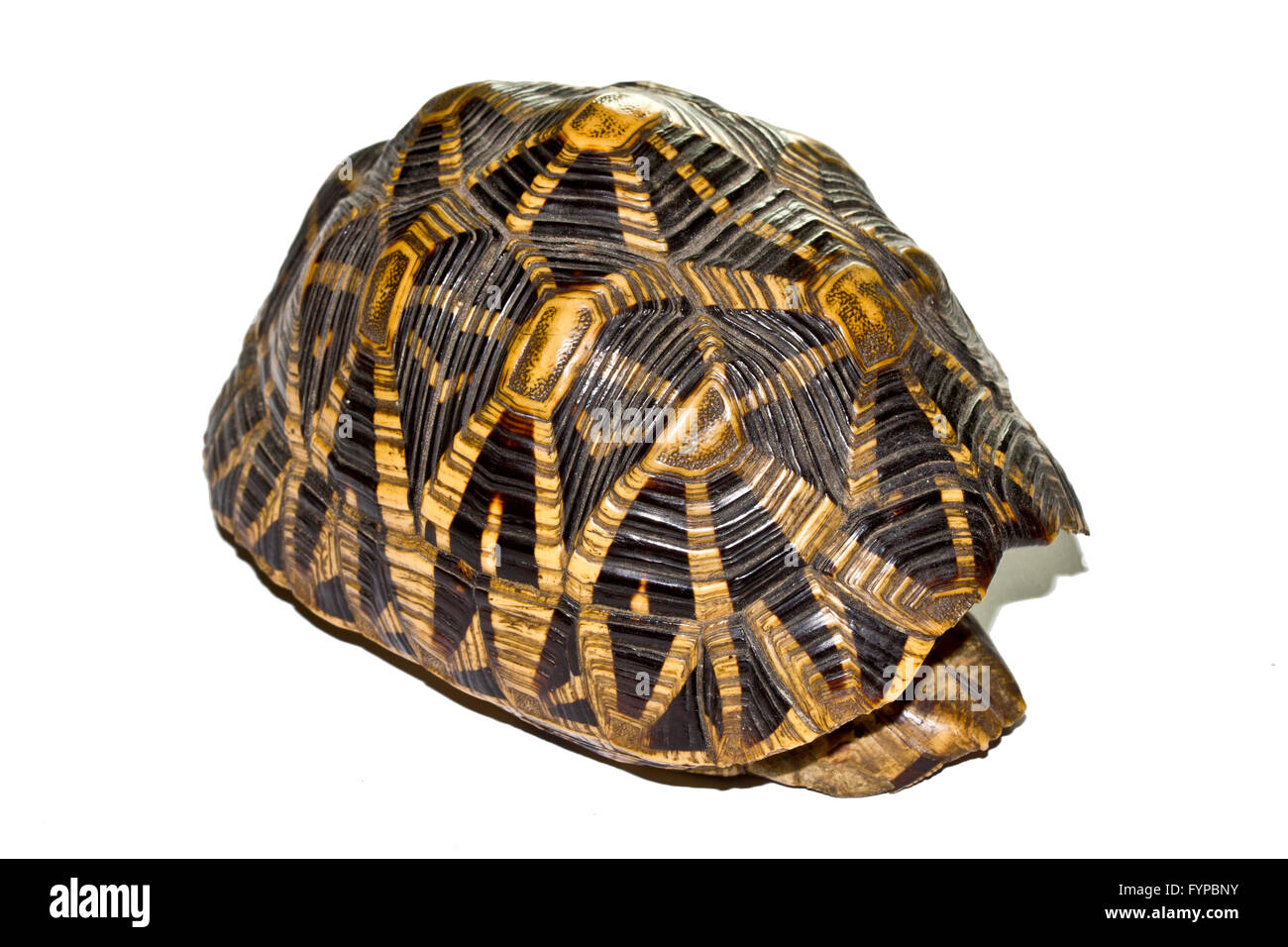 Tortoise Shell on White Background Stock Photo - Alamy