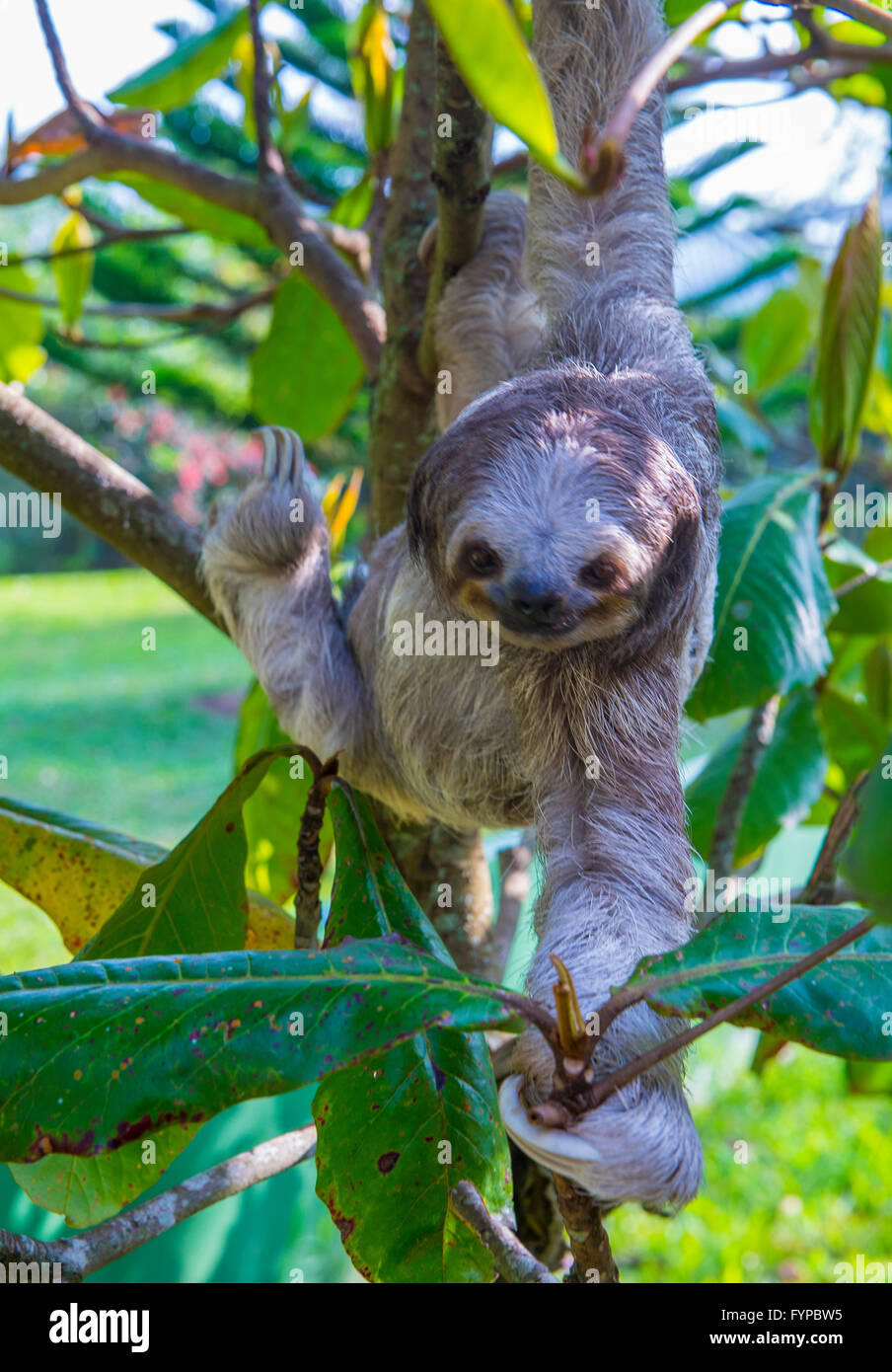 Sloth climbing a tree in Costa Rica rainforest Stock Photo - Alamy