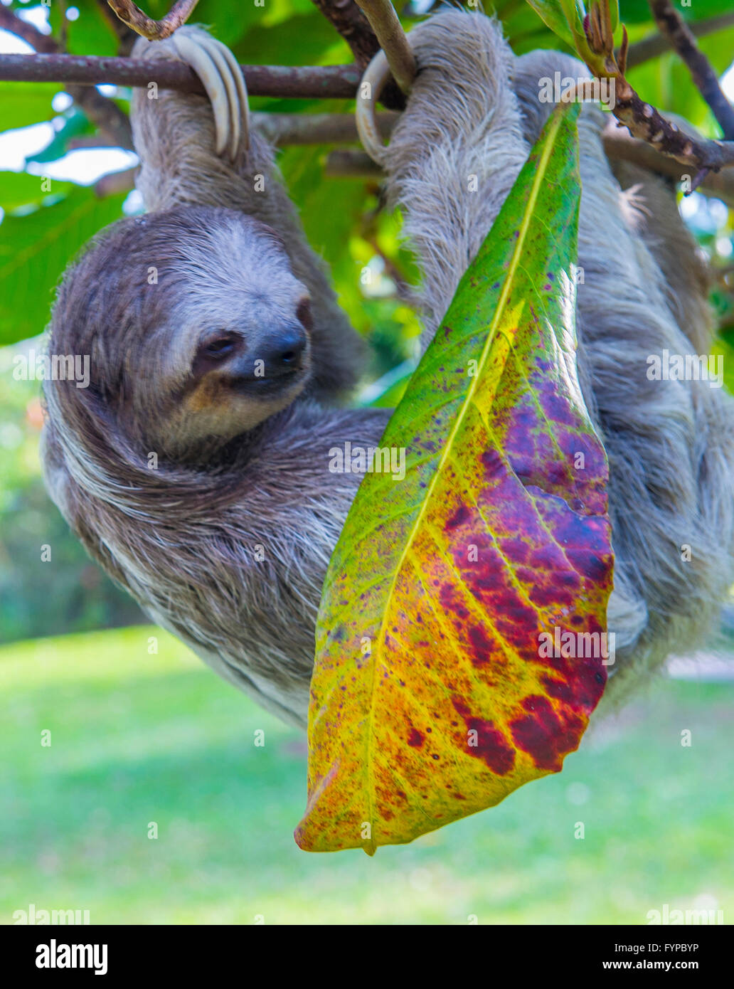 Sloth climbing a tree in Costa Rica rainforest Stock Photo - Alamy