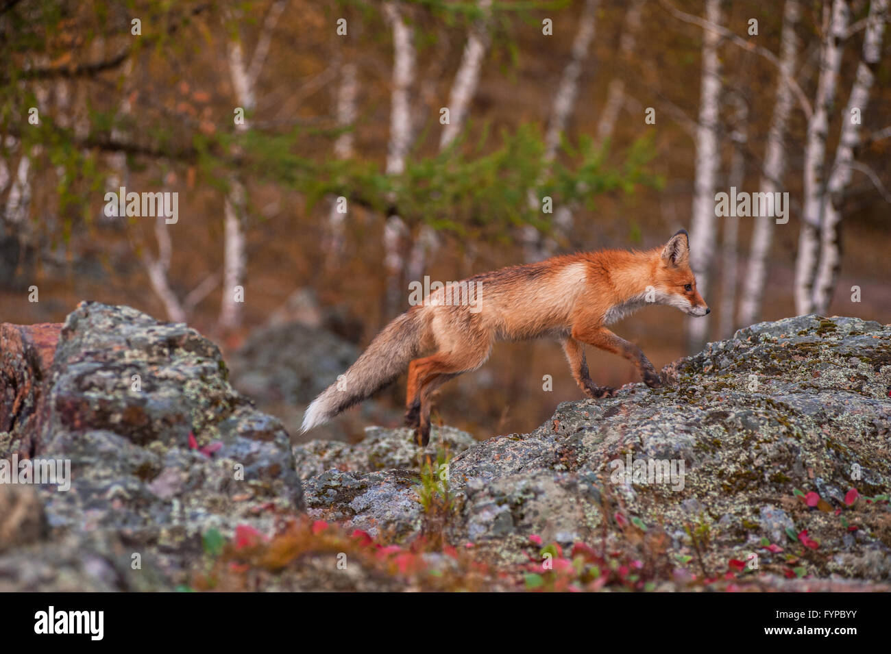 Female red foxes hi-res stock photography and images - Alamy