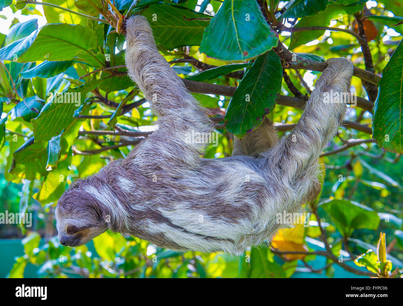 Sloth climbing a tree in Costa Rica rainforest Stock Photo - Alamy