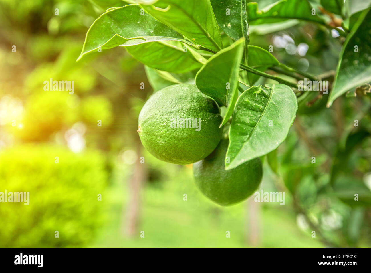 Lime harvest tree hi-res stock photography and images - Alamy