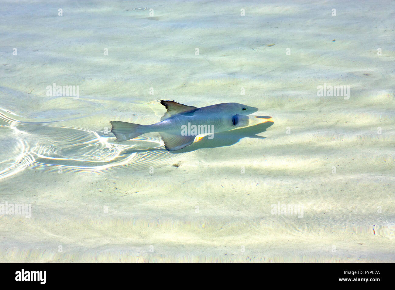 fish isla contoy in mexico drop sunny wave Stock Photo - Alamy