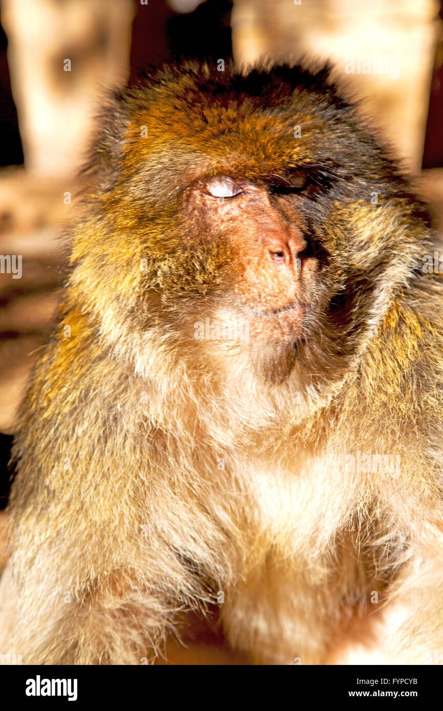 old monkey morocco and natural background fauna close up Stock Photo ...