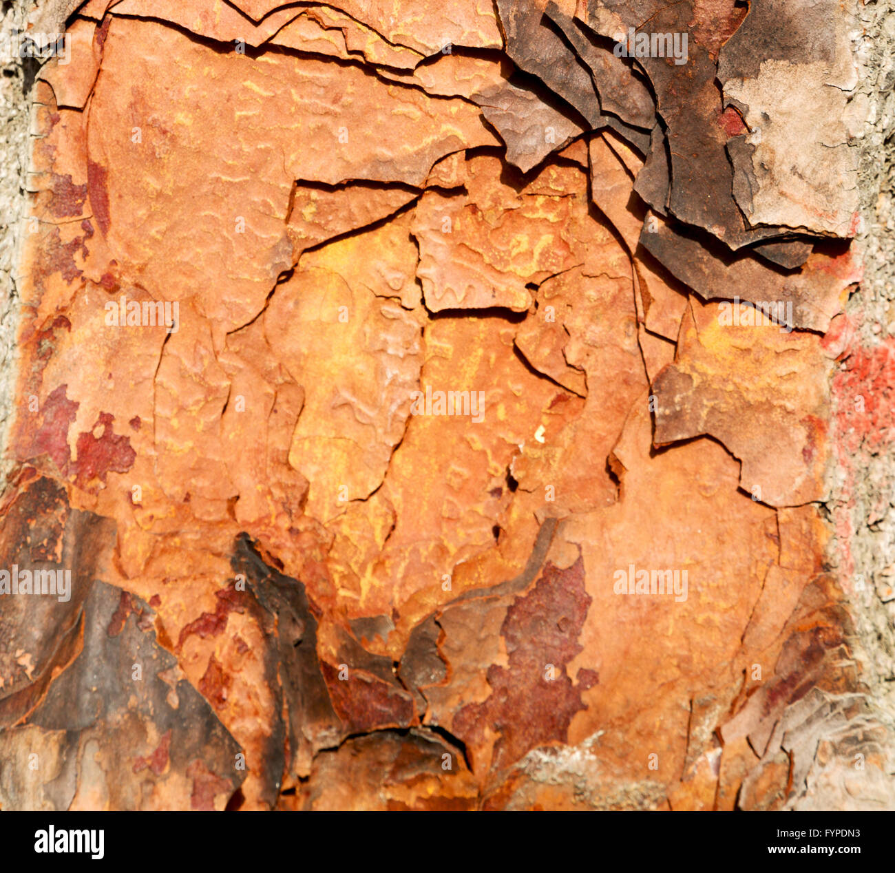 barck in the abstract close up of a tree color and texture Stock Photo ...