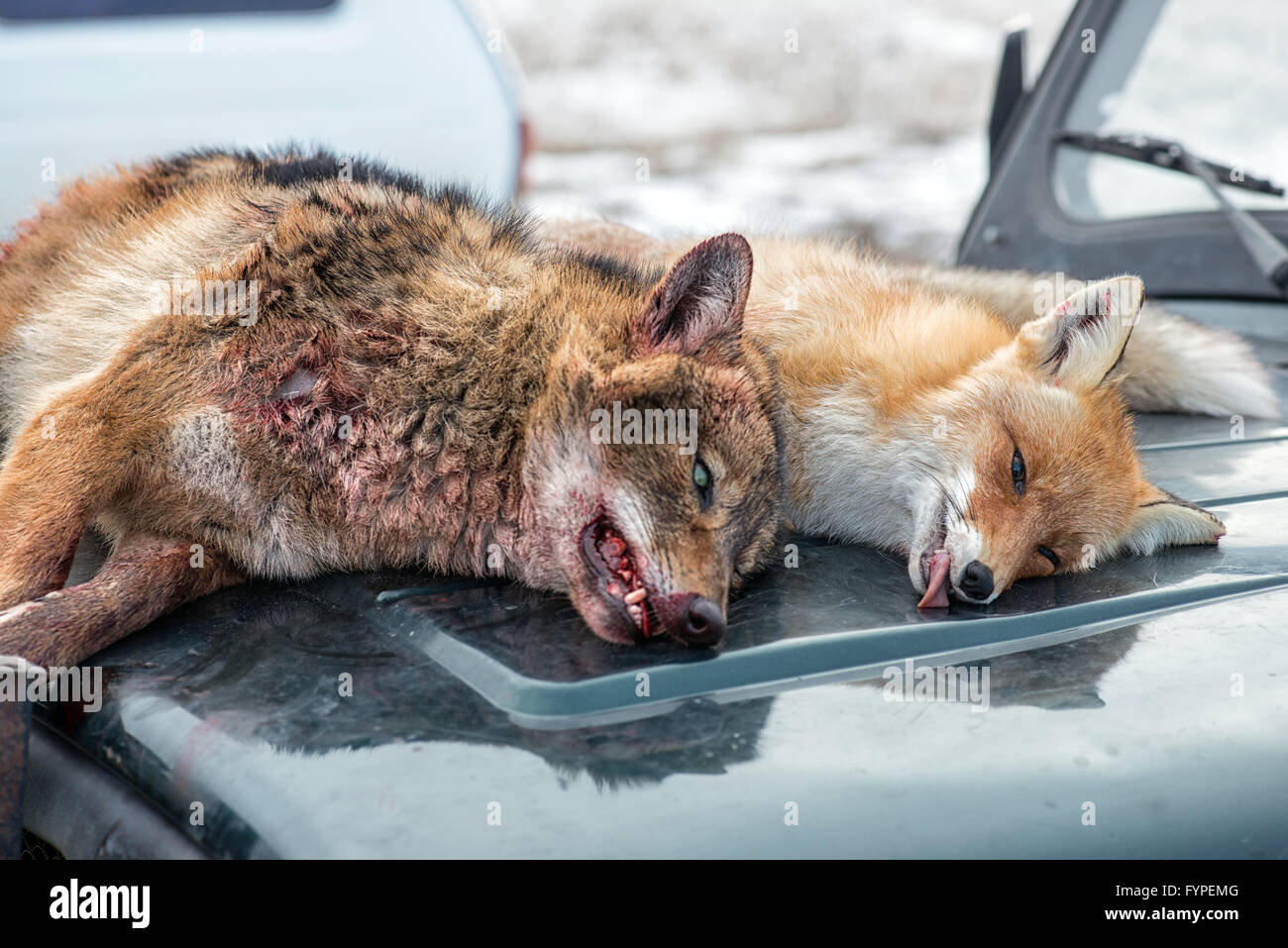 Red fox after hunting hi-res stock photography and images - Alamy