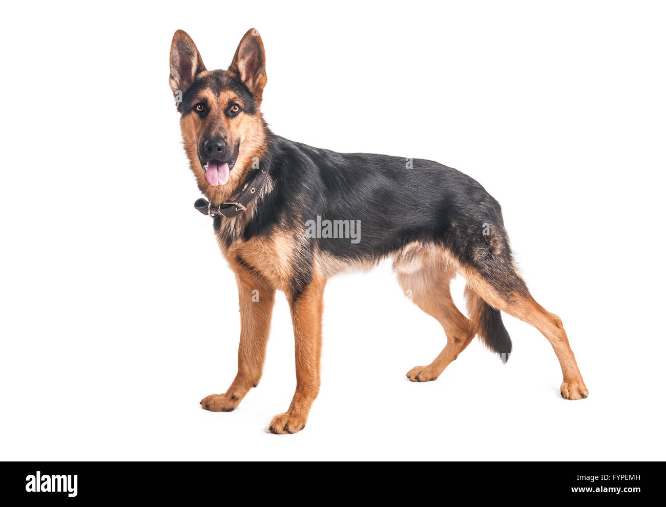 Large white shepherd dog Cut Out Stock Images & Pictures - Alamy