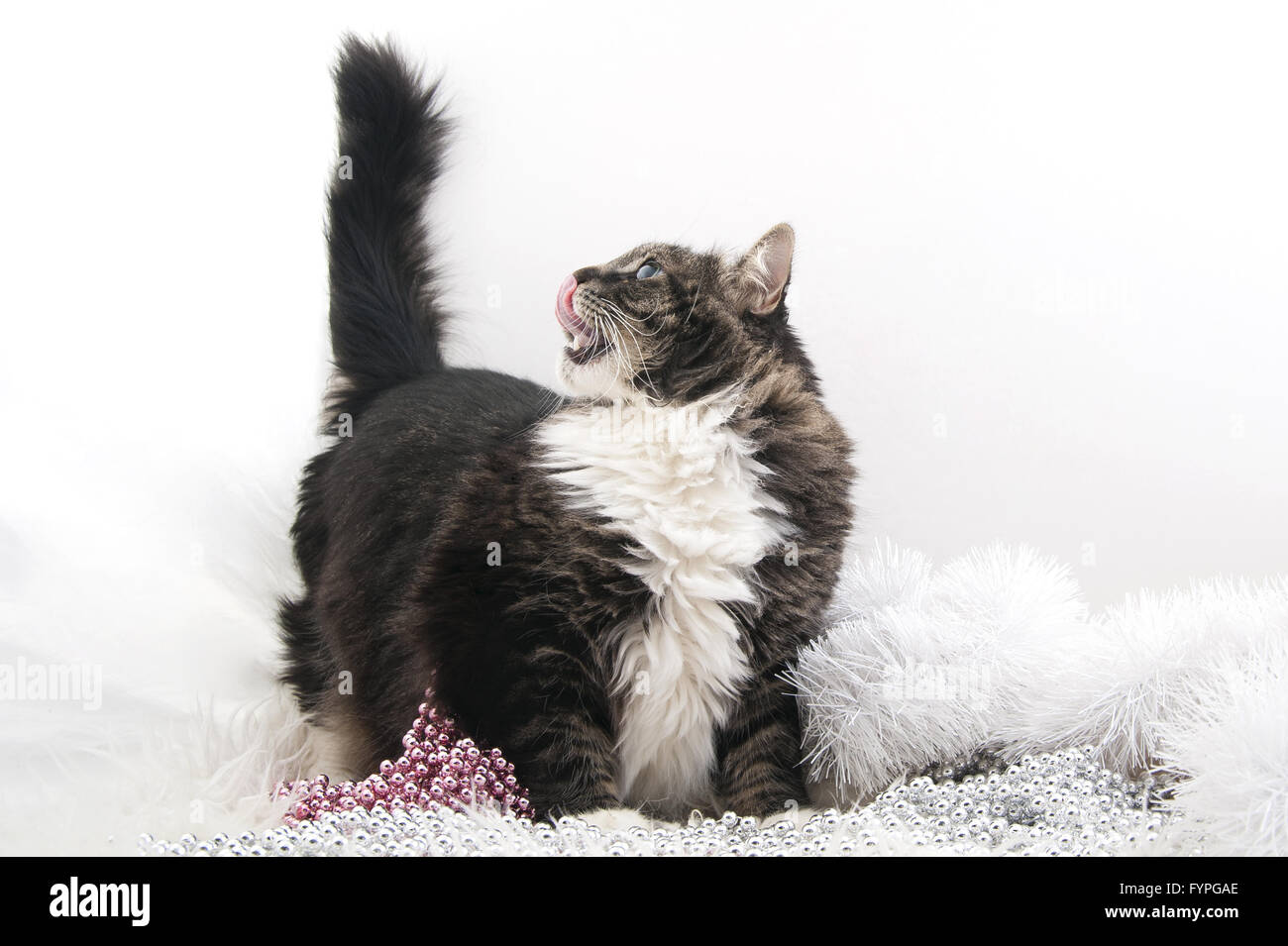 Fluffy cat looks up hi-res stock photography and images - Alamy