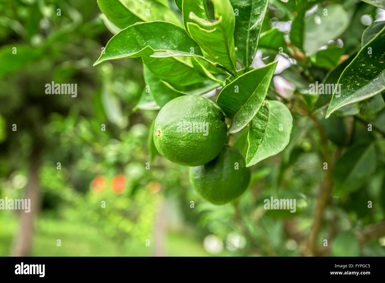 Lemon tree with fruits Stock Photo - Alamy