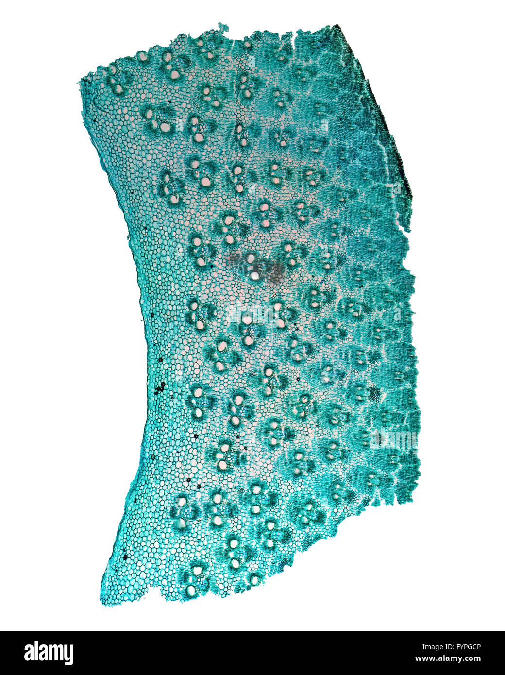 Light micrograph plant cell hi-res stock photography and images - Alamy