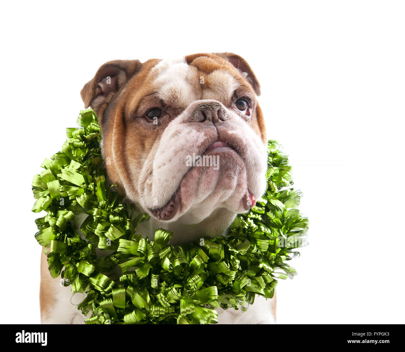 English Bulldog with tinsel around his neck Stock Photo - Alamy