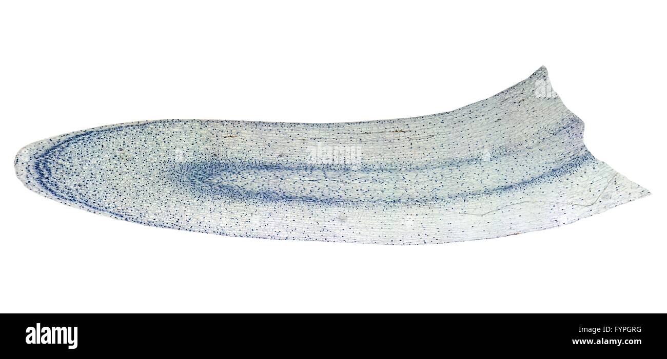 Cross section light micrograph hi-res stock photography and images - Alamy