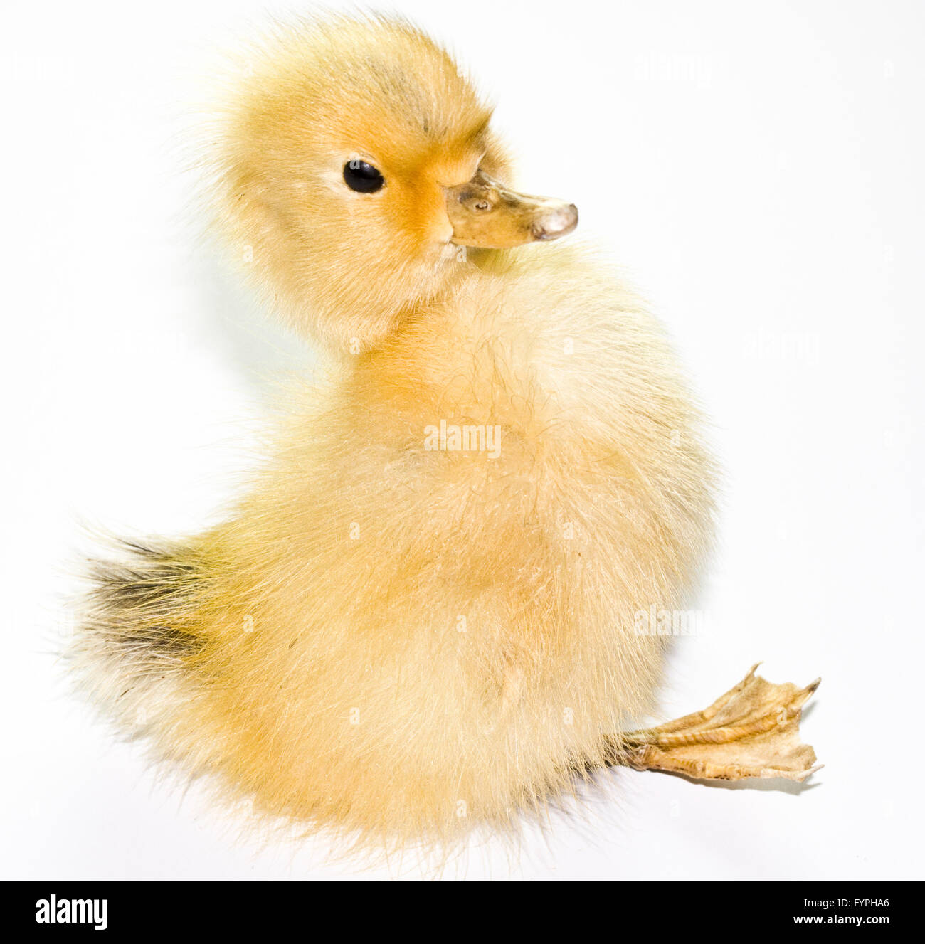 Baby Chick Chicken Stock Photo - Alamy