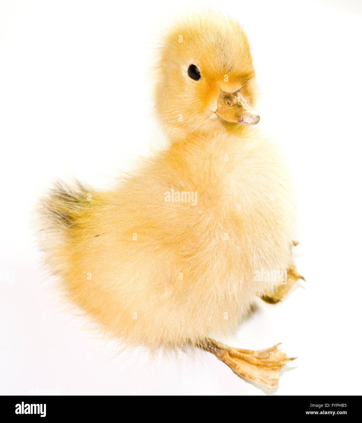 Baby Chick Chicken Stock Photo - Alamy