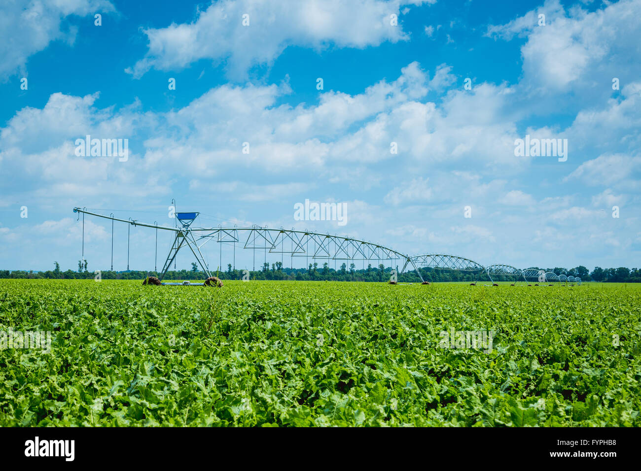 beet field watering machine Stock Photo - Alamy