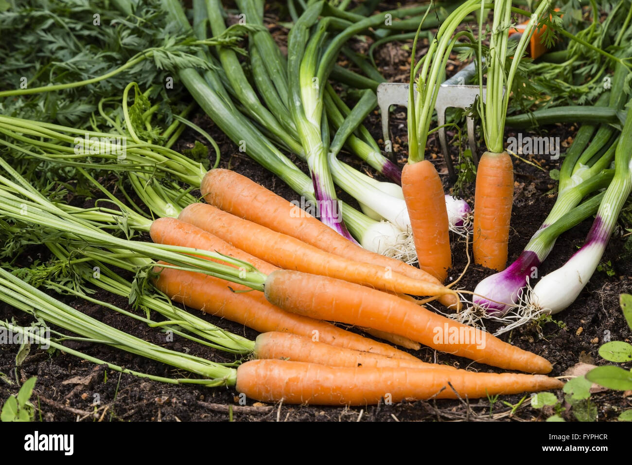 Carrot patch hi-res stock photography and images - Alamy