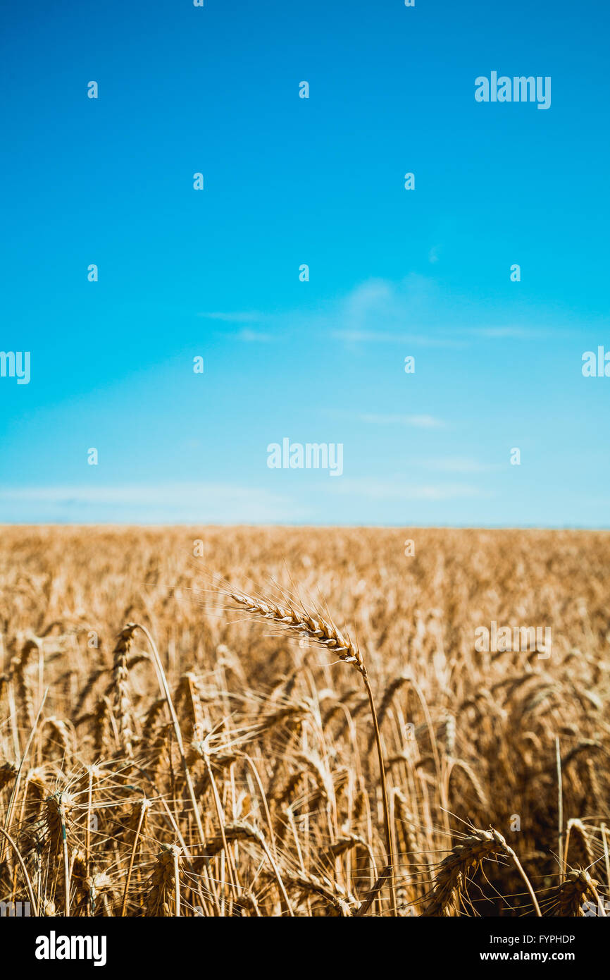 Wheat field and blue sky Stock Photo - Alamy